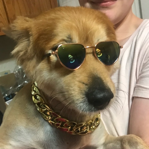 Dog | Legendary Dog Props | Poshmark